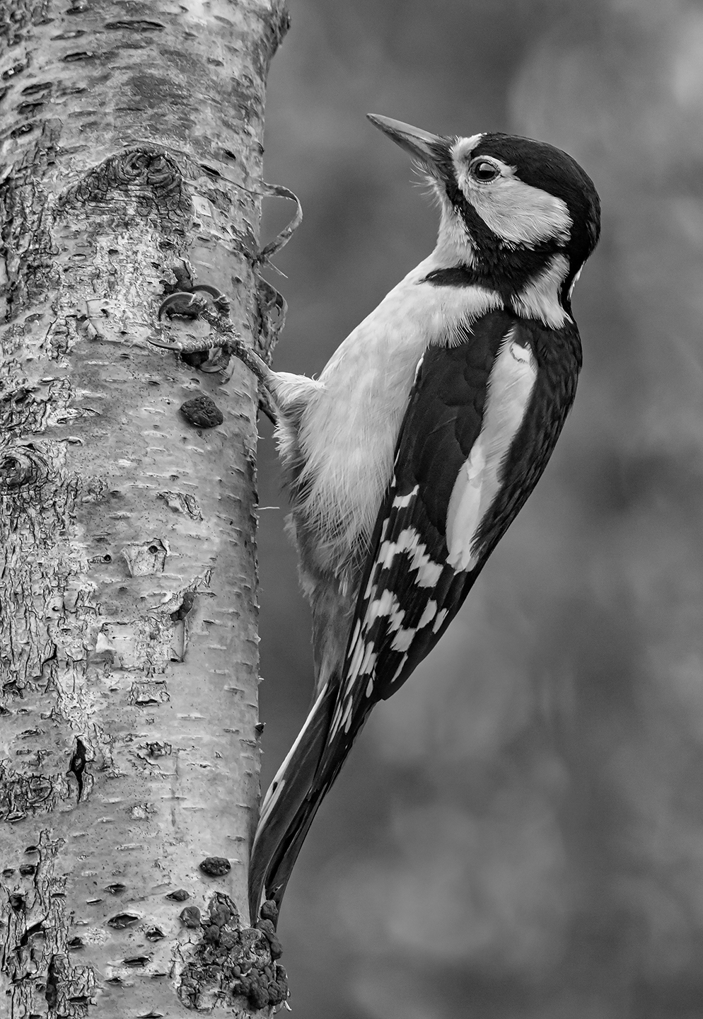 LPS competition 1 2022-23 - informal open prints - mono